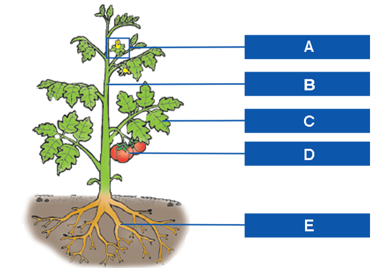 Drag and drop the correct name of each plant part.