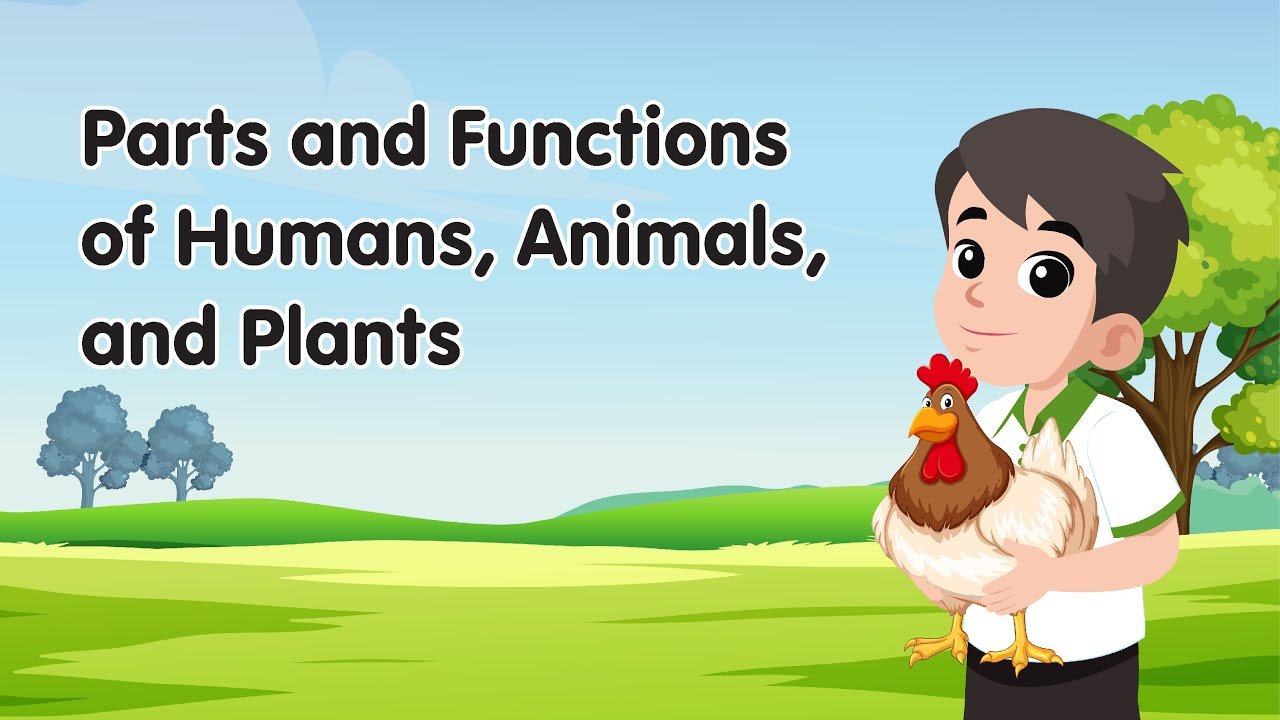 Parts and Functions of Humans, Plants, and Animals - Abiva Digital