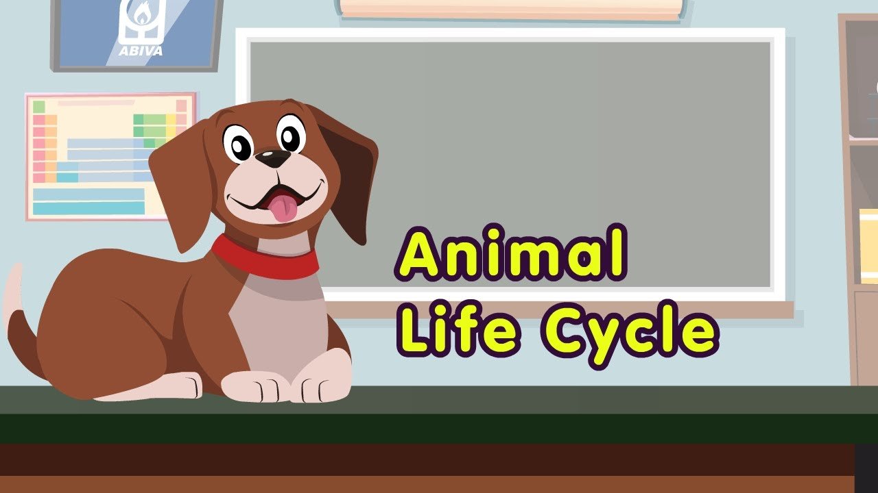 Animal Life Cycle - Abiva Digital