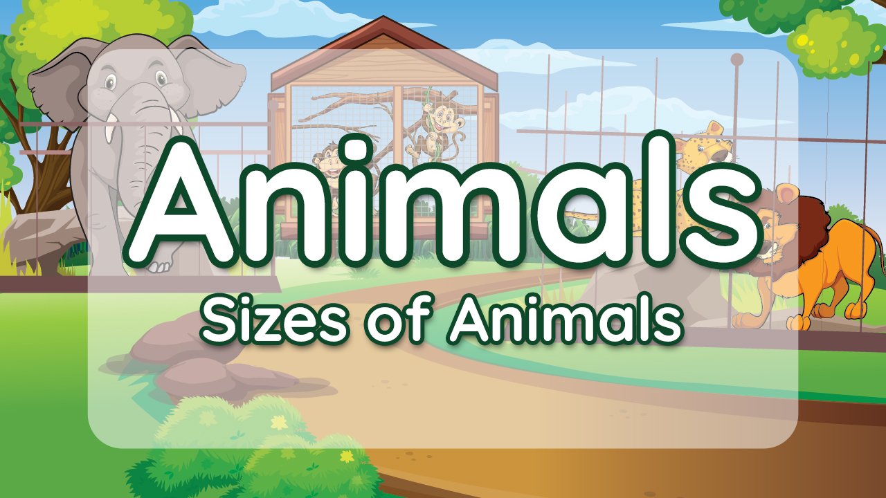 Sizes of Animals - Abiva Digital