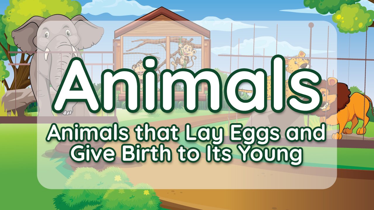 Animals that Lay Eggs and Give Birth to Its Young - Abiva Digital