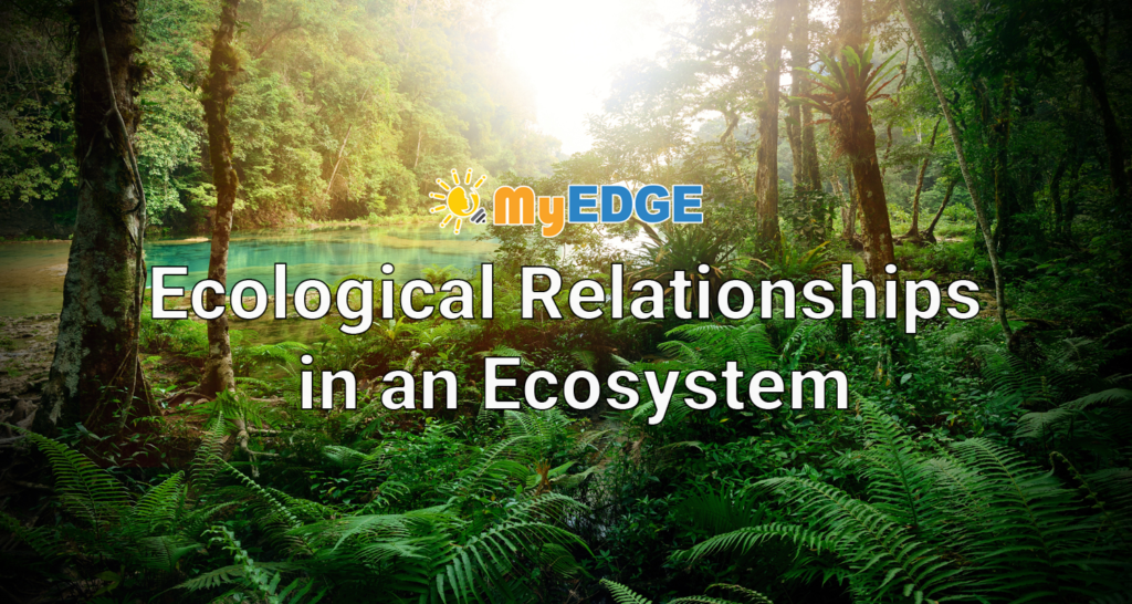 Ecological Relationships in Ecosystems - Abiva Digital