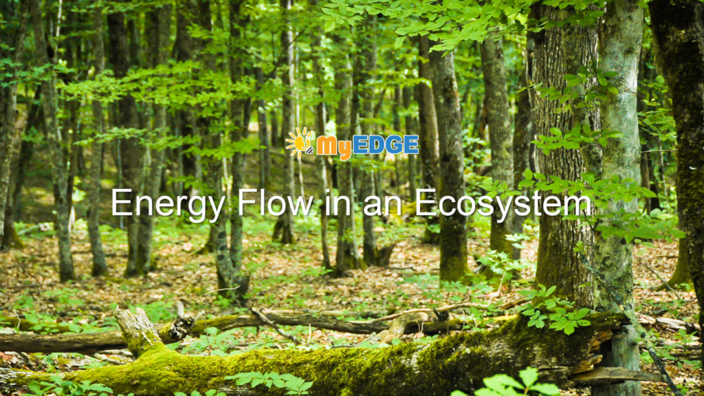 Energy Flow in an Ecosystem - Abiva Digital