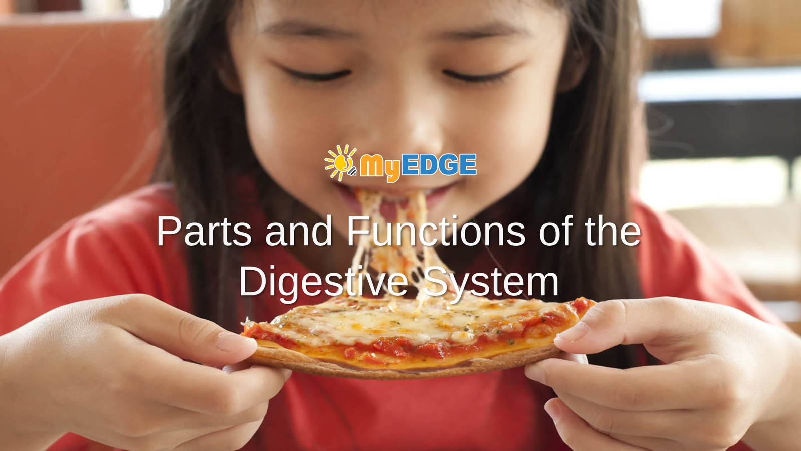 Parts and Functions of the Digestive System - Abiva Digital